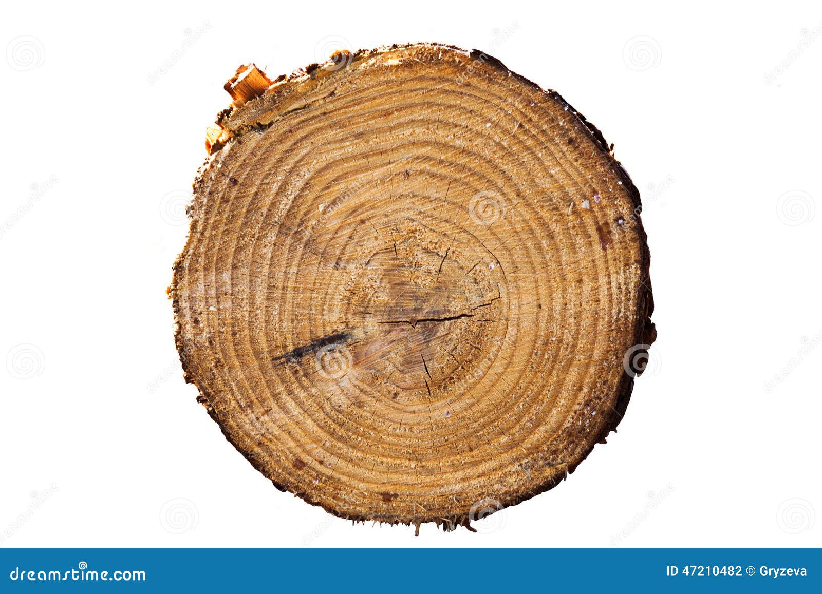 Tree Rings Closeup Isolated on White Background Stock Photo - Image of ...