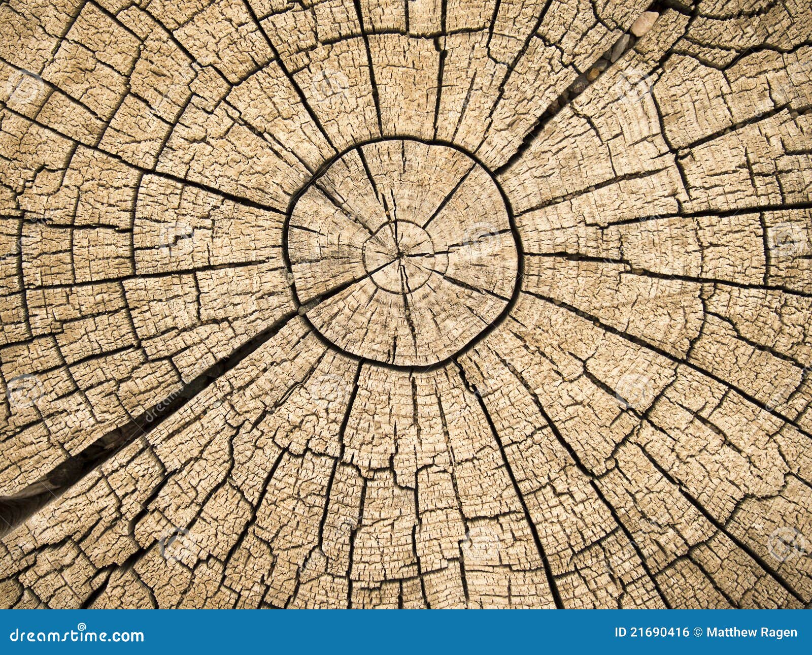 Tree Rings with Cracks stock photo. Image of center, radial - 21690416