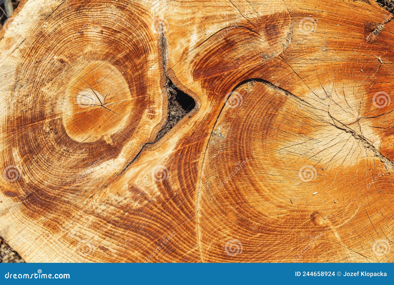 Tree Rings with a Cross Section of Cut Wood. Stock Photo - Image of ...
