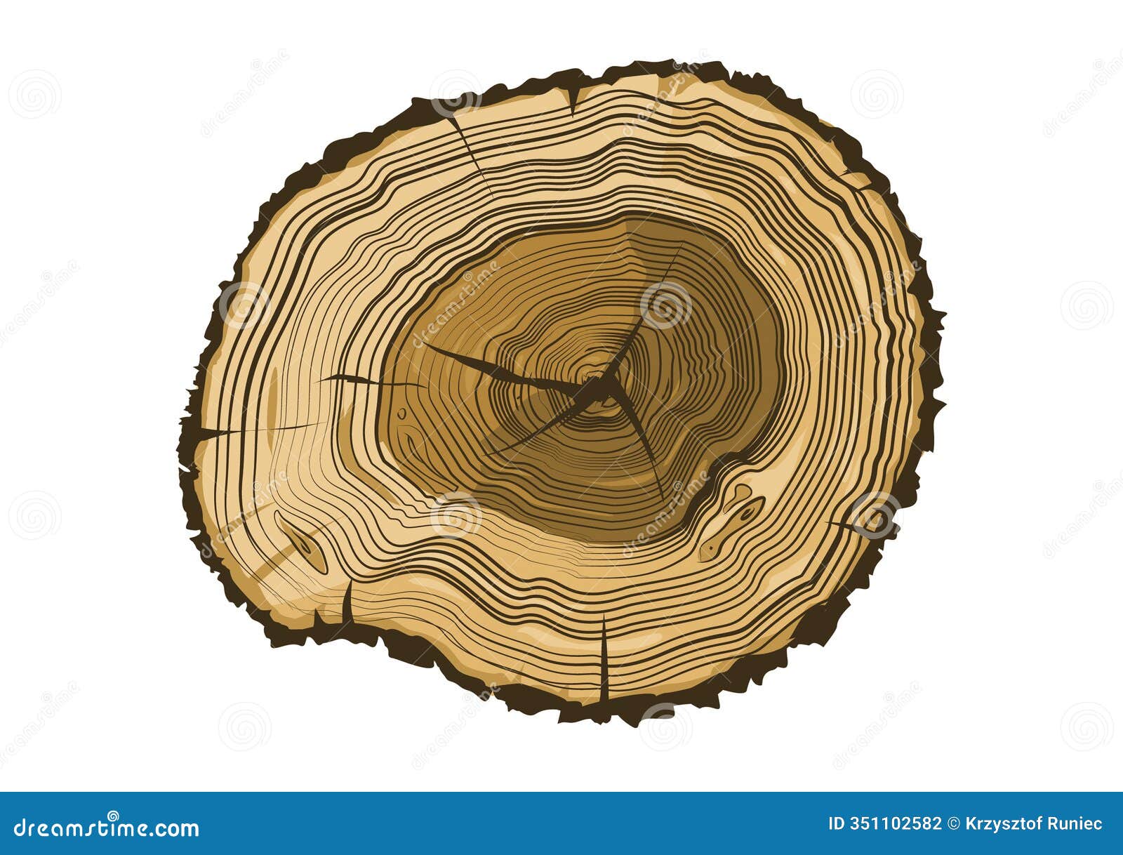 Tree Rings, Cross Section of a Tree Stock Illustration - Illustration ...