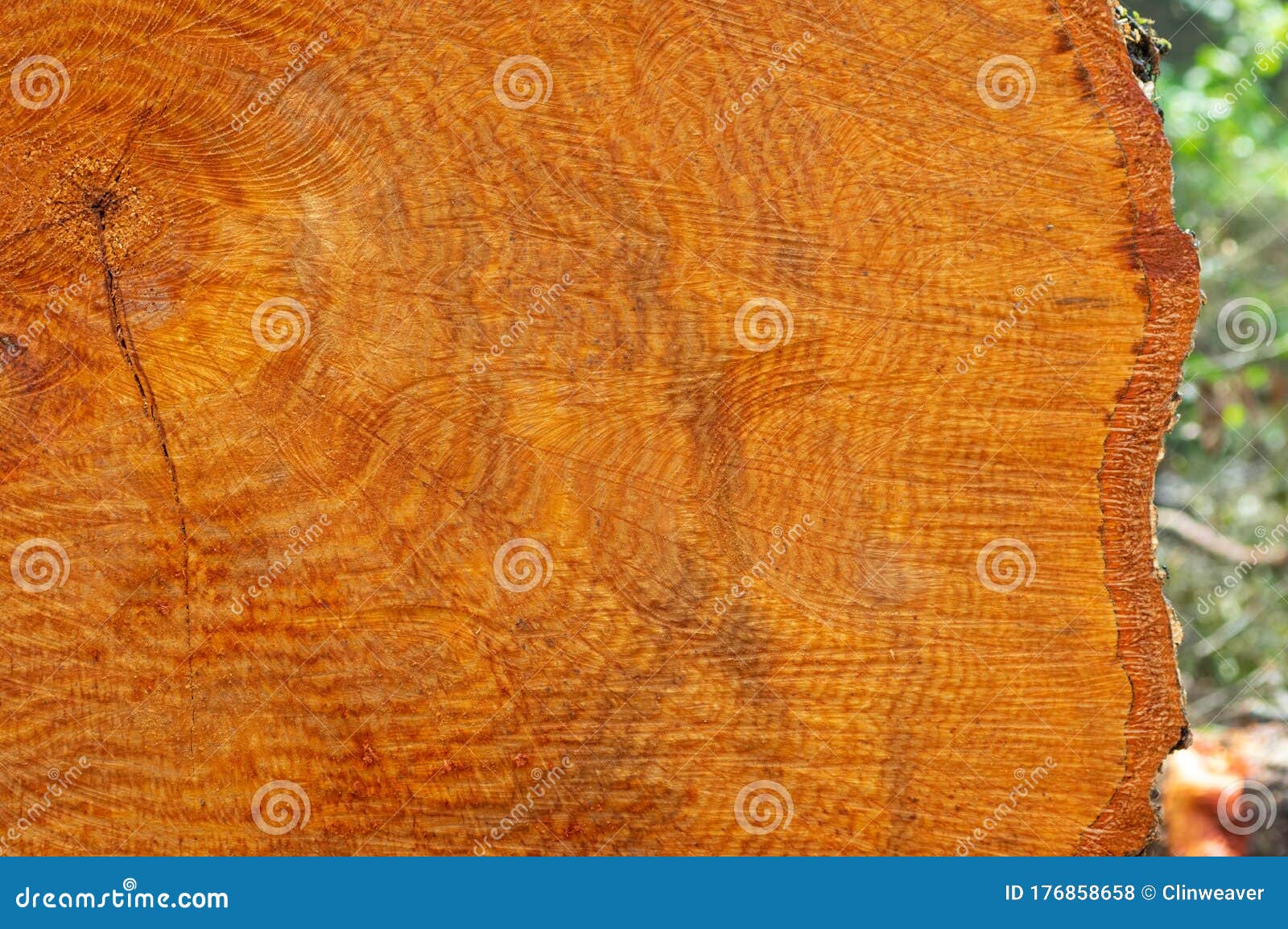 Tree Rings on a Crosscut End of a Log Stock Photo - Image of wood ...
