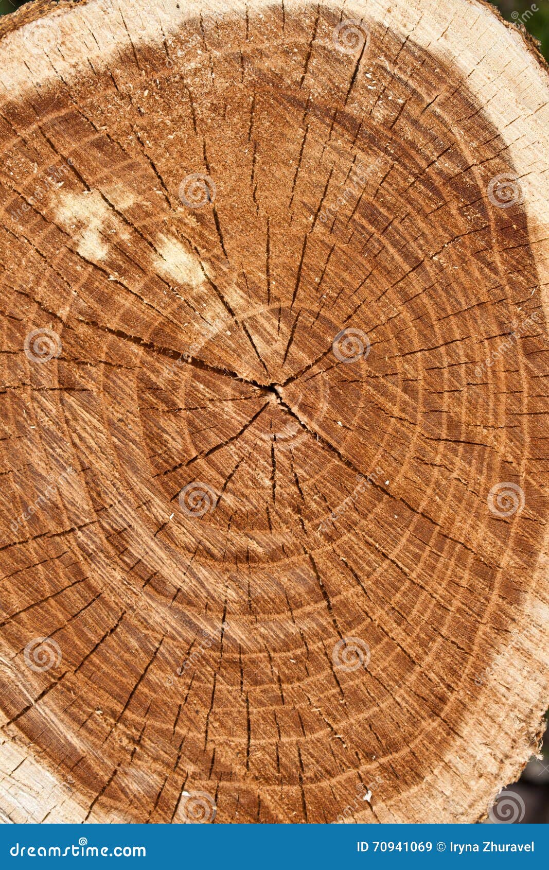 Tree rings stock image. Image of floral, forest, cracks - 70941069
