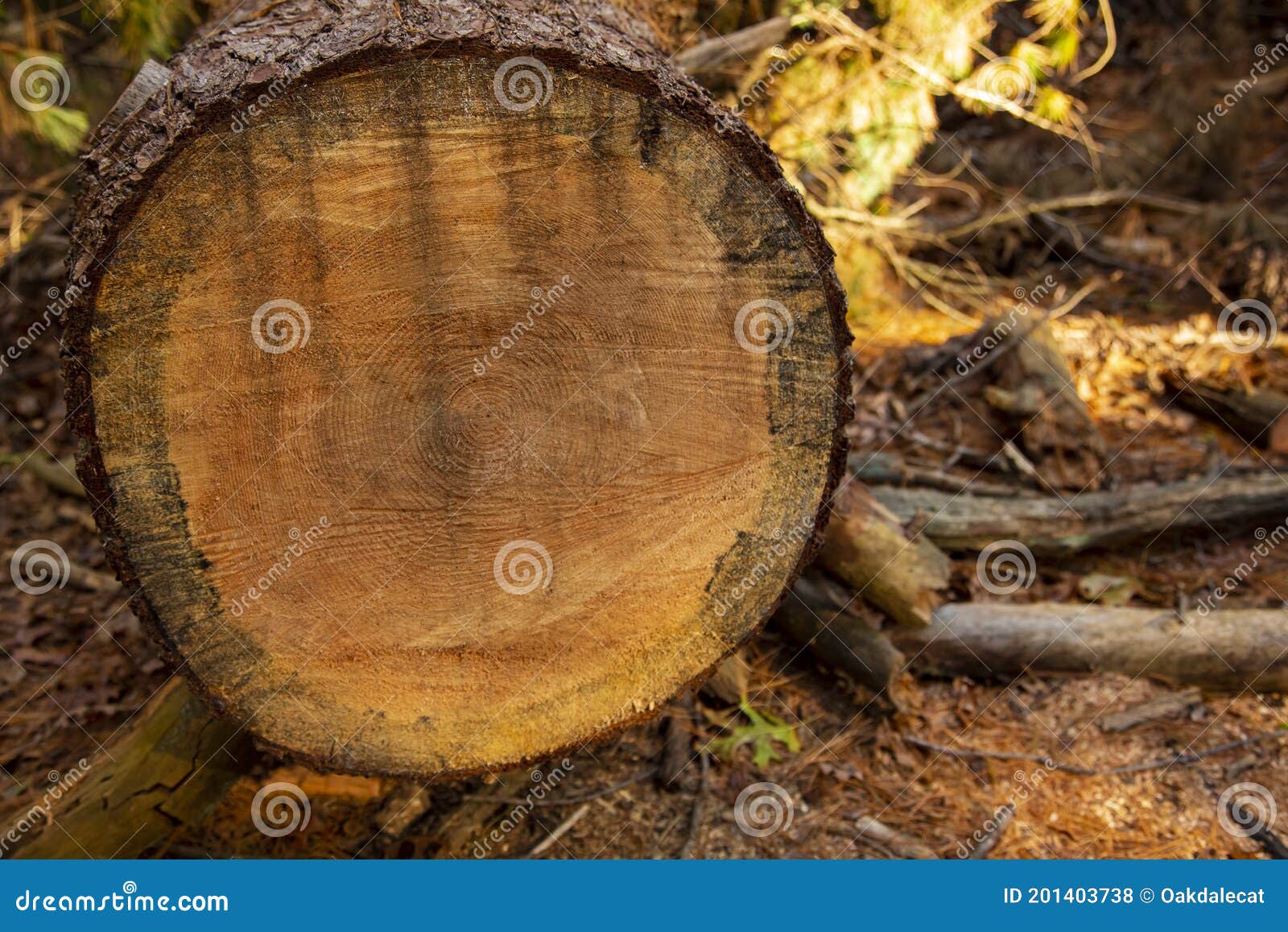 Tree Rings on a Cut Pine Log Stock Photo - Image of details, circle ...