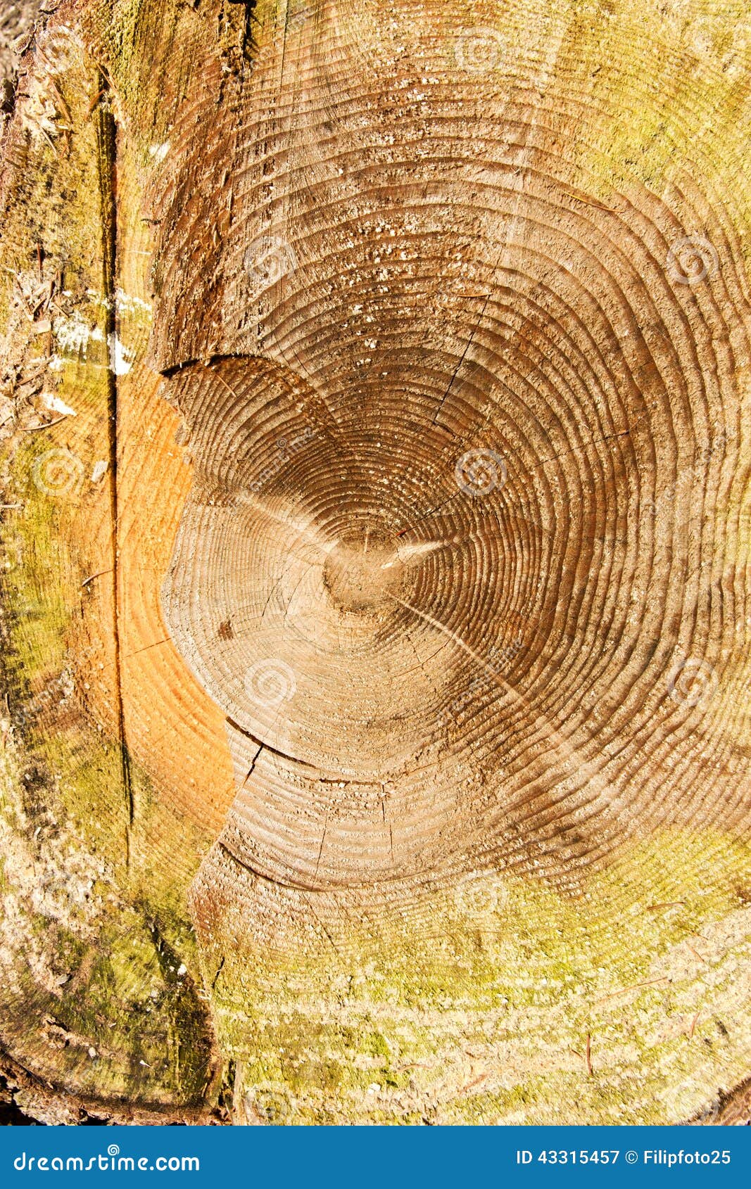 Tree rings stock image. Image of wide, ring, circles - 43315457