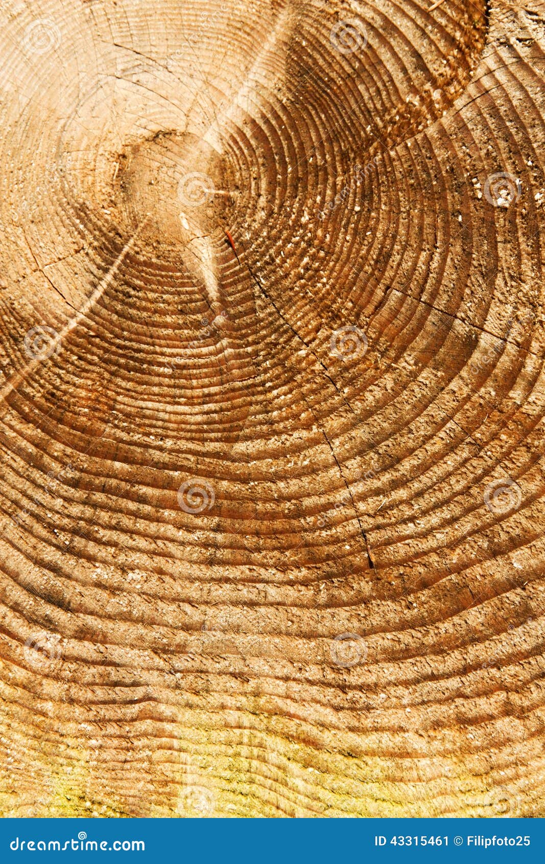 Tree rings stock image. Image of ring, closeup, nature - 43315461
