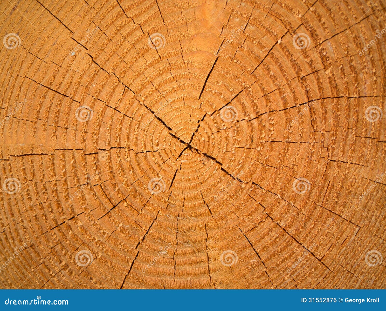 Tree rings stock photo. Image of rings, ring, closeup - 31552876