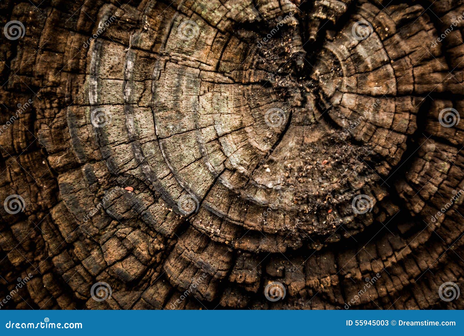 Tree rings stock image. Image of tree, crack, trunk, nature - 55945003