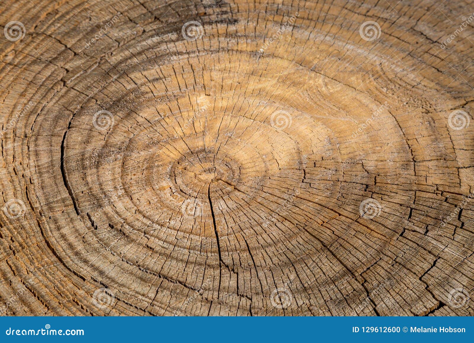 Tree Rings stock photo. Image of pattern, close, backgrounds - 129612600