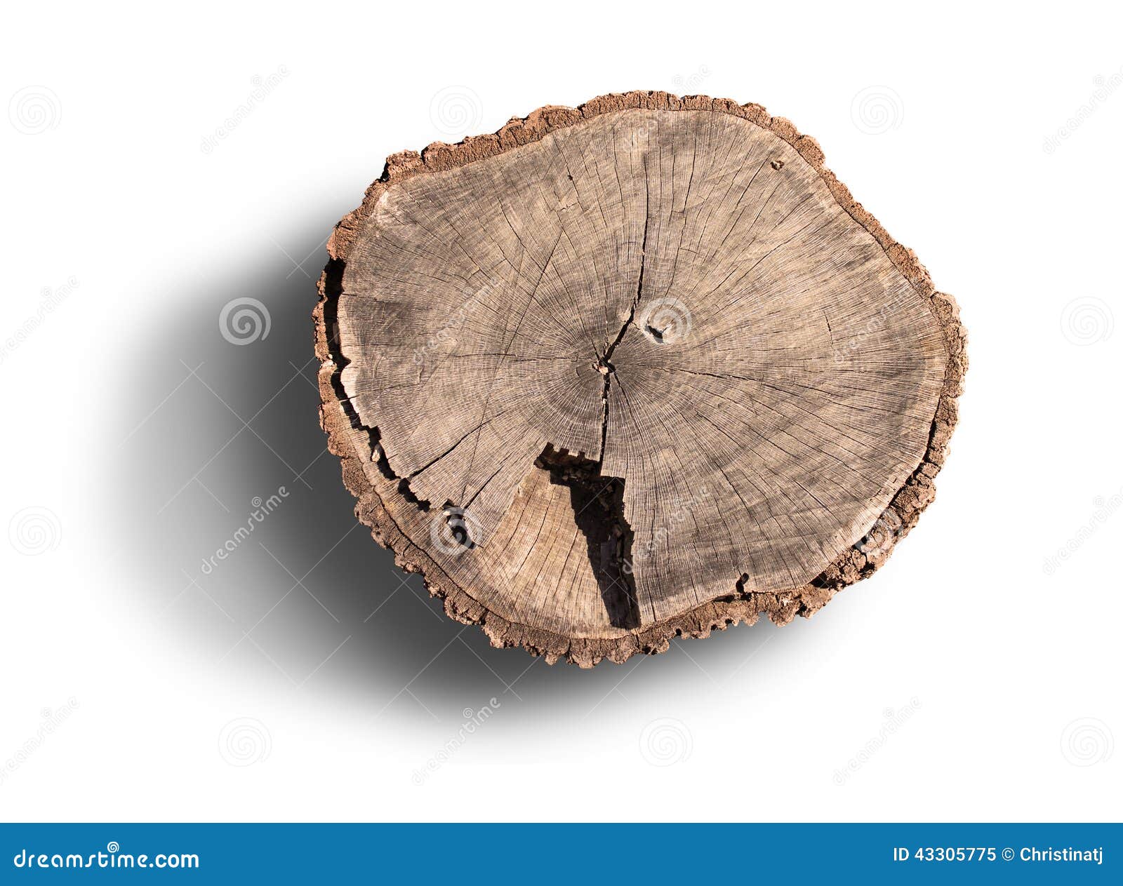 Tree Rings on an Isolated Stump Stock Image - Image of cutout, overhead ...