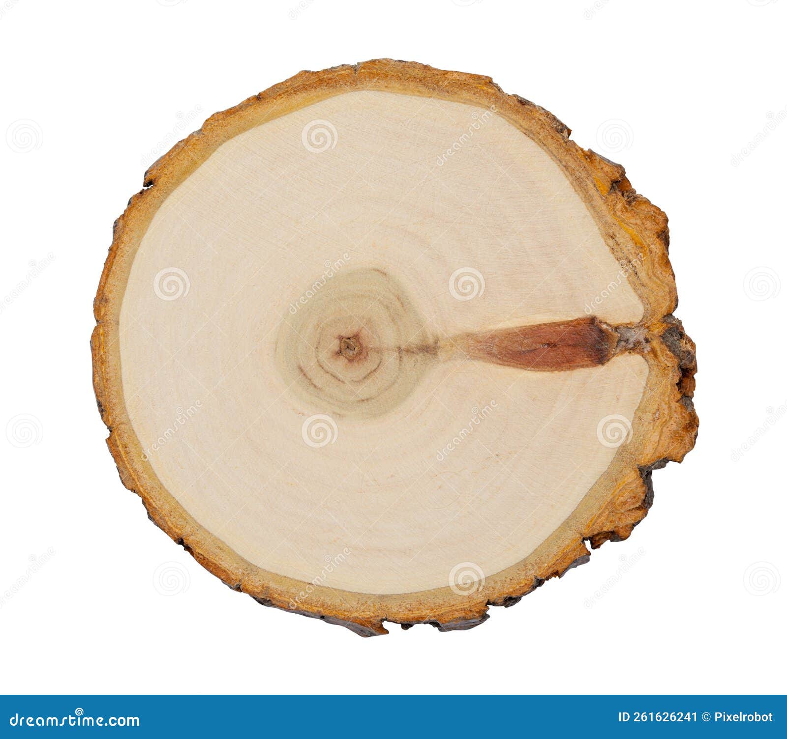 Tree Rings stock image. Image of cross, tree, rings - 261626241
