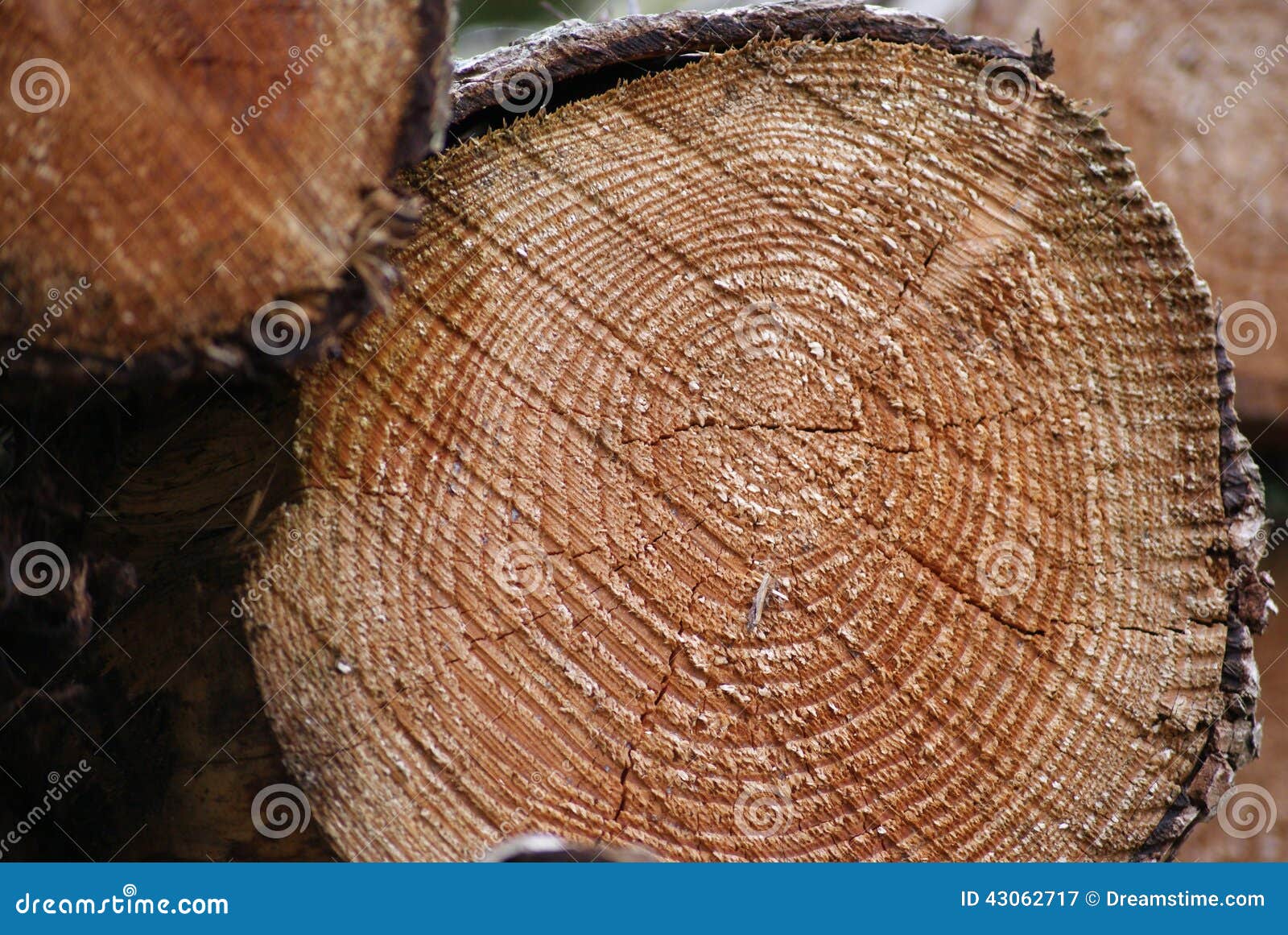 Tree rings on a log stock image. Image of sawmill, count - 43062717