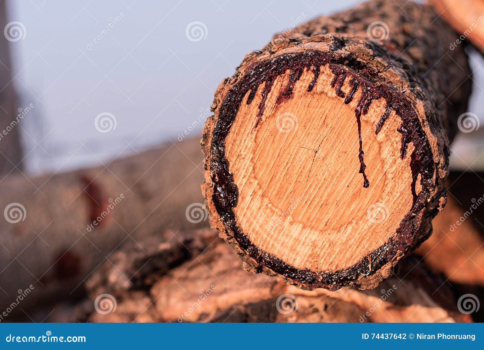 Tree Rings Log Wood Tree Trunk. Stock Photo - Image of rings ...