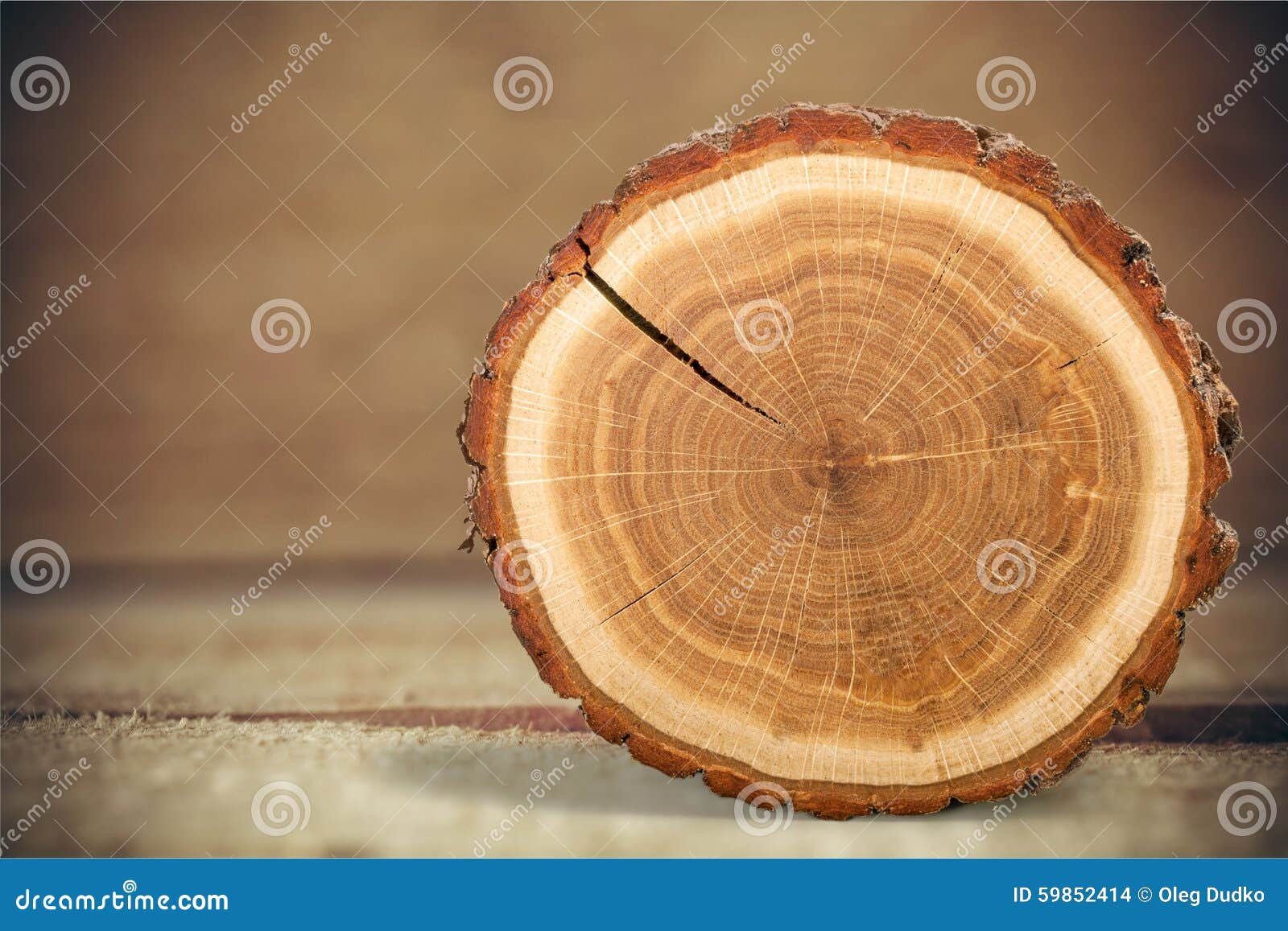 Tree Rings Texture / Cross Section Of Tree Showing Growth Rings Royalty ...