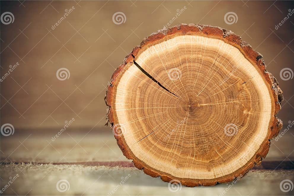 Tree Rings stock photo. Image of industry, wood, nature - 59852414