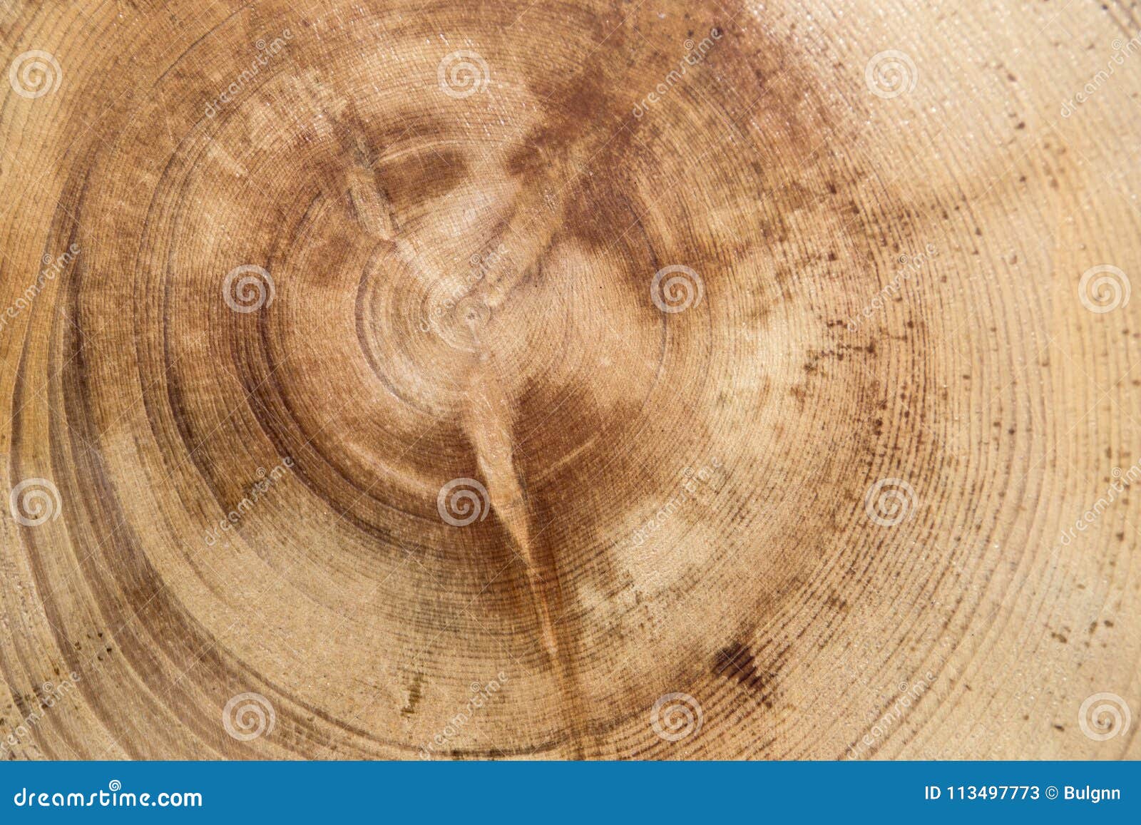 Tree rings texture stock image. Image of aging, detail - 113497773