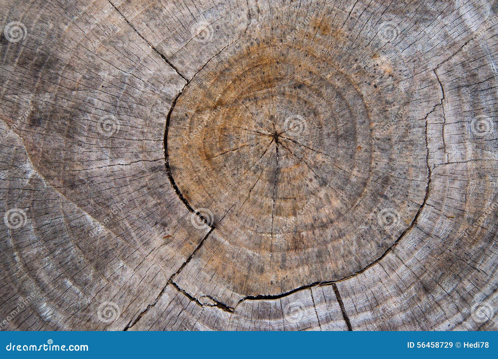 Tree rings stock image. Image of growth, background, crack - 56458729