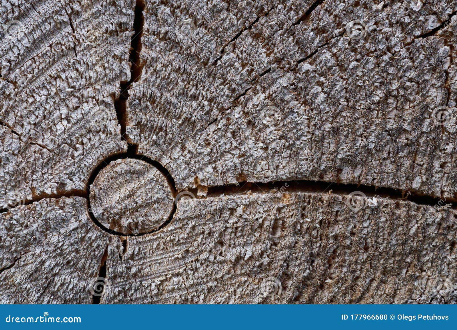Tree Rings Old Weathered Wood Texture with the Cross Section of a Cut ...