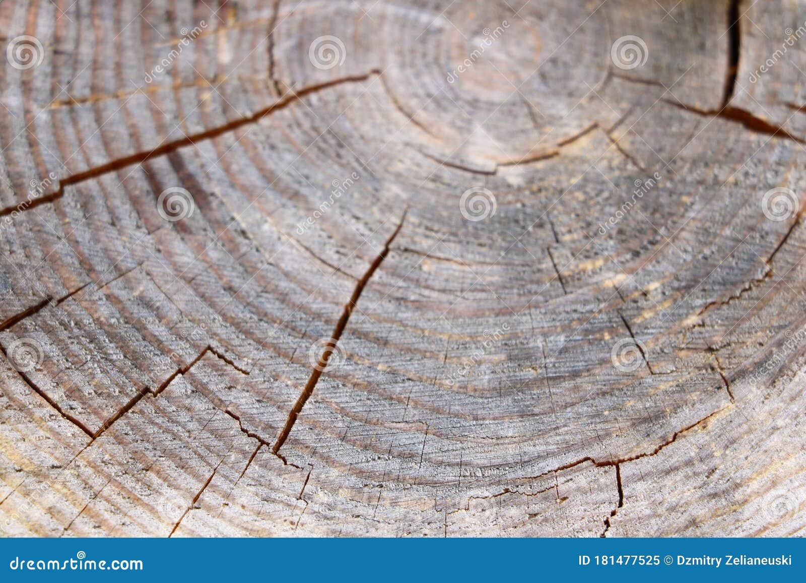 Tree Rings Old Weathered Wood Texture with the Cross Section of a Cut ...