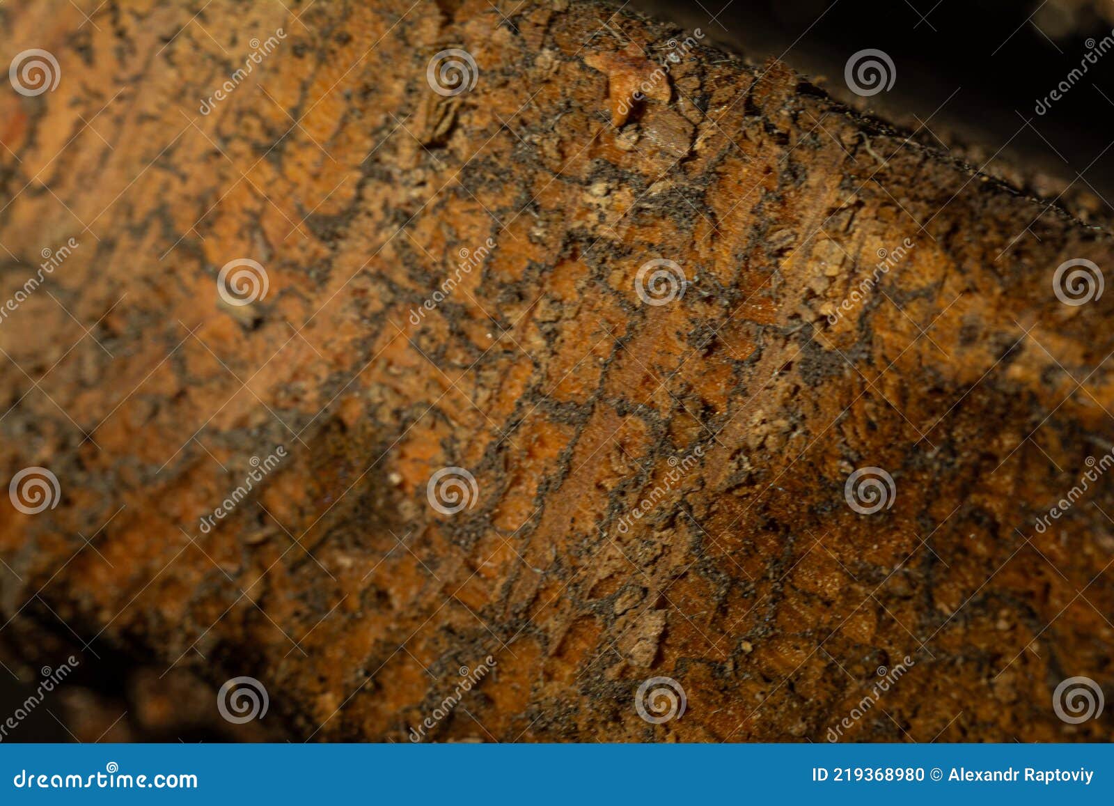 Texture Cross Section Of Elm Tree. Natural Burl Wood Background. Wood ...