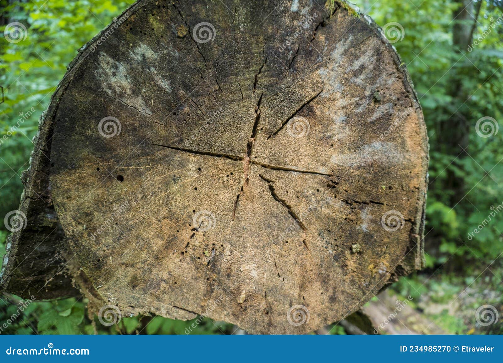 Tree Rings Old Weathered Wood Texture with the Cross Section of a Cut ...