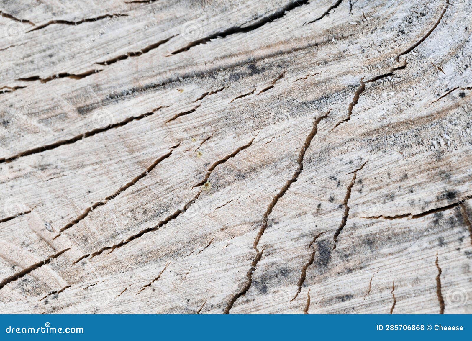 Tree Rings Old Weathered Wood Texture with the Cross Section of a Cut ...