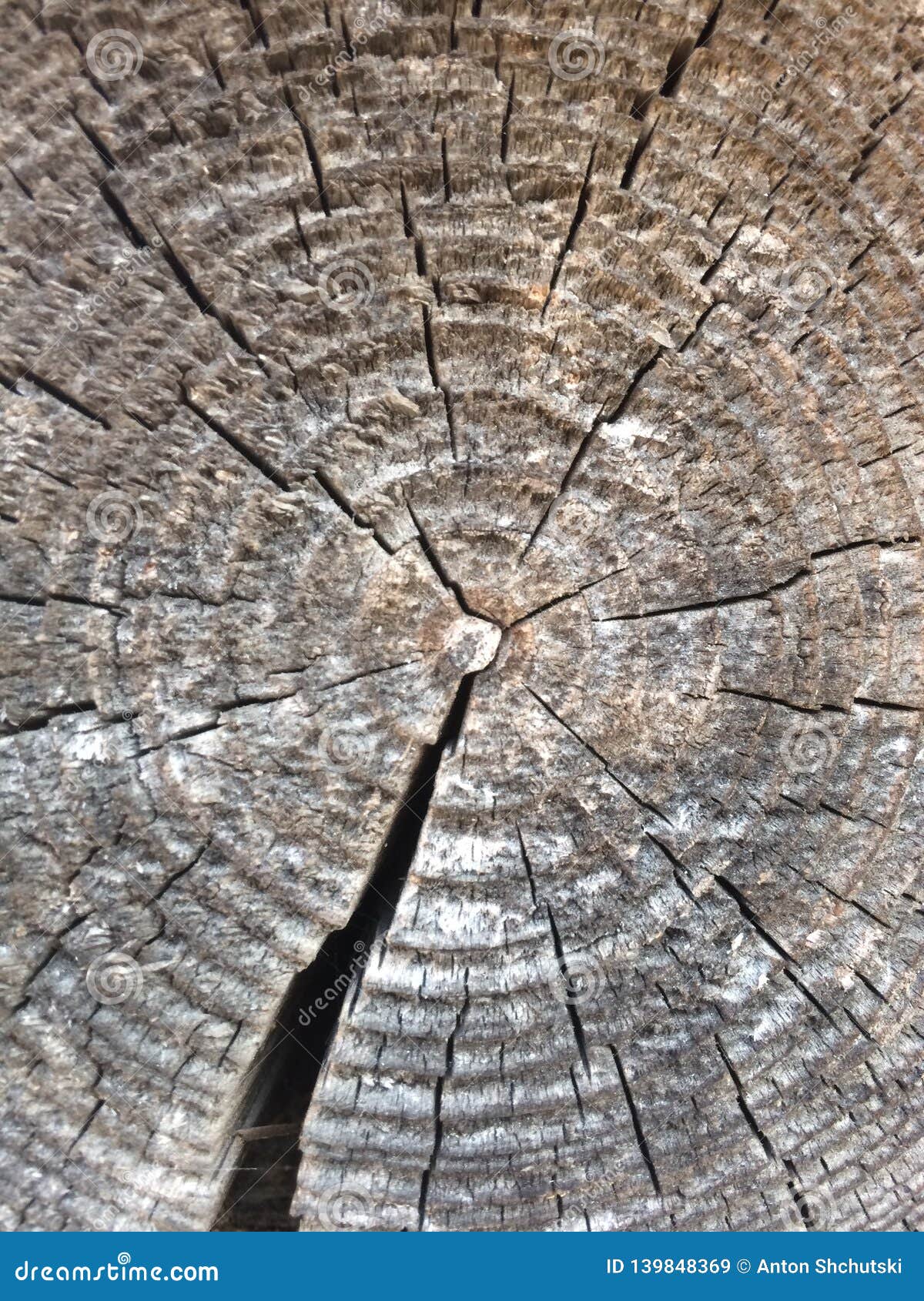 Tree Rings Old Weathered Wood Texture With The Cross Section Of A Cut ... Tree Rings Old Weathered Wood Texture With The Cross Section Of A Cut ...