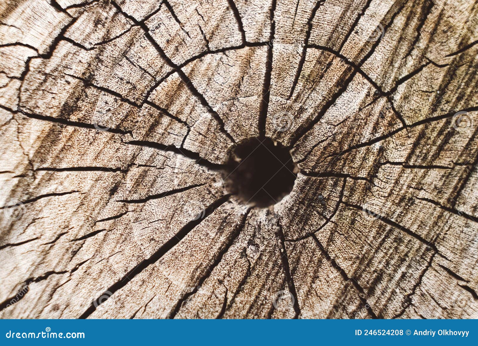 Tree Rings Old Weathered Wood Texture with the Cross Section of a Cut ... Tree Rings Old Weathered Wood Texture with the Cross Section of a Cut ...