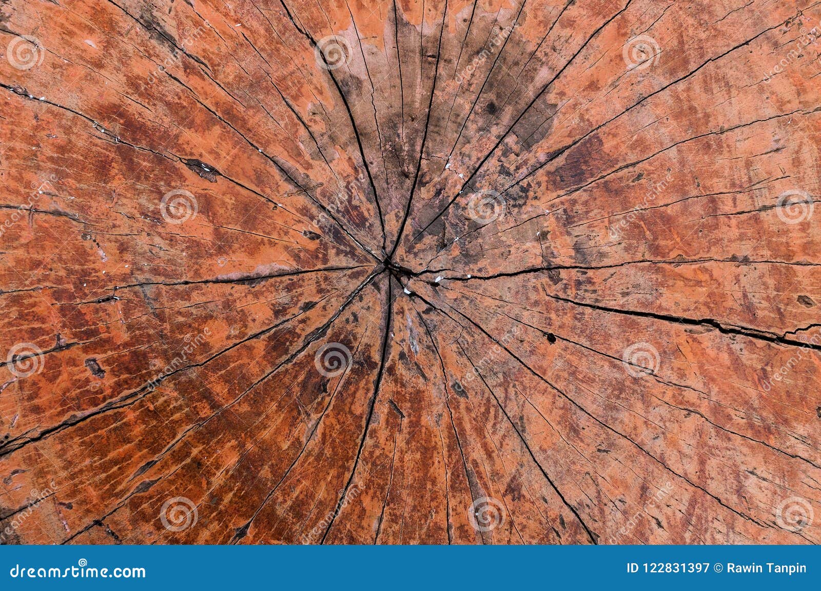 Tree Rings Old Wood Texture Background,Cross Section Annual Ring Stock ...