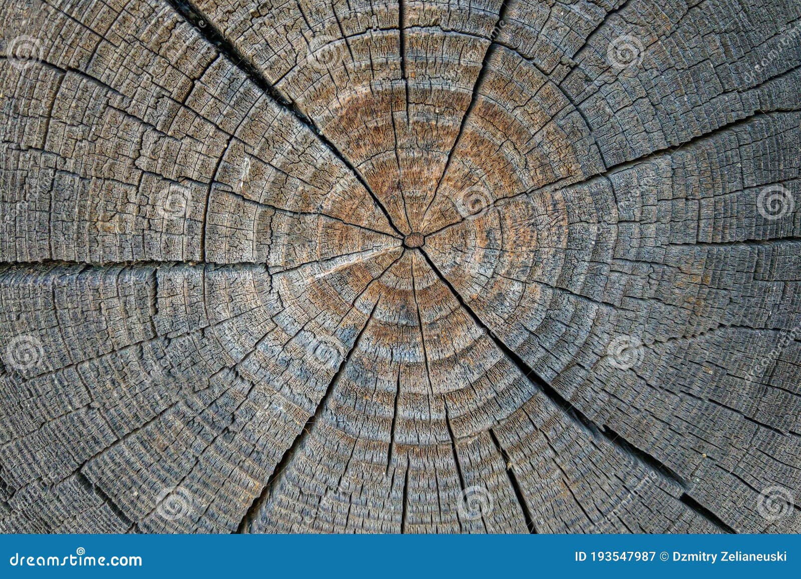 Tree Rings Old Wood Texture with the Cross Section of a Cut Log Stock ...
