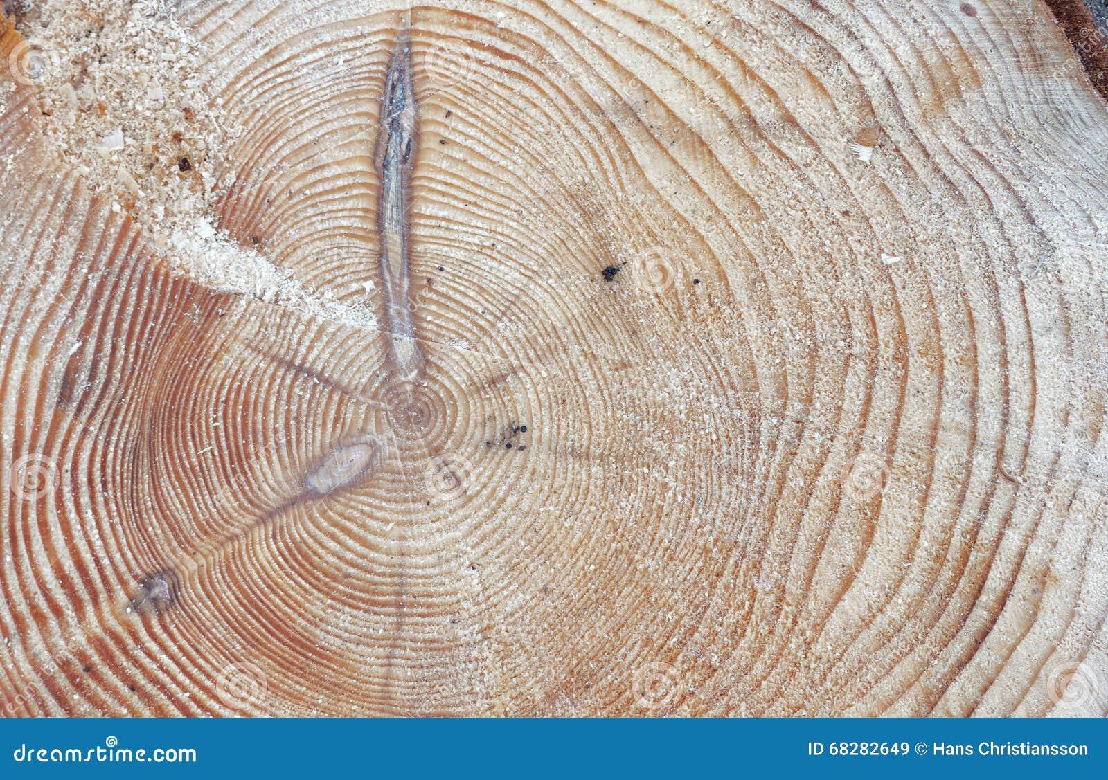 Tree rings of a pine tree stock image. Image of brown - 68282649