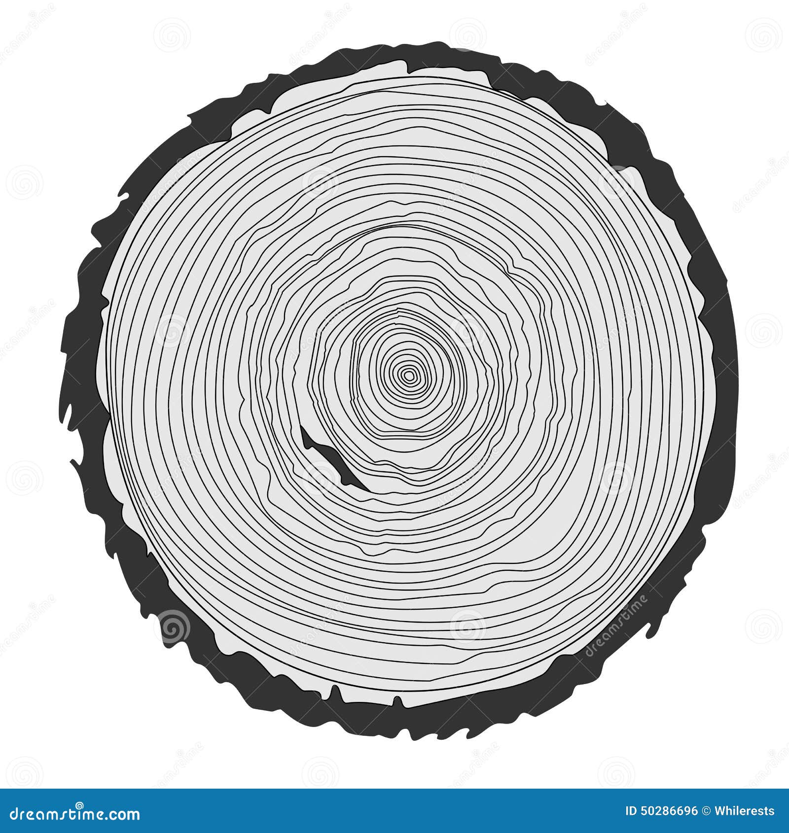 Tree Rings and Saw Cut Tree Trunk. Vector Illustration Stock Vector ...