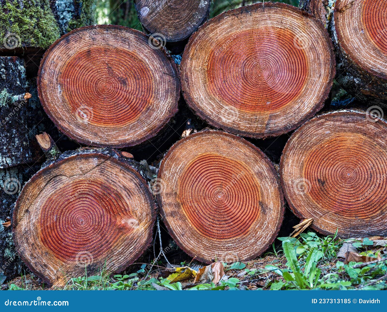 Tree Rings Show on a Pile of Stacked Cut Logs Stock Image - Image of ...