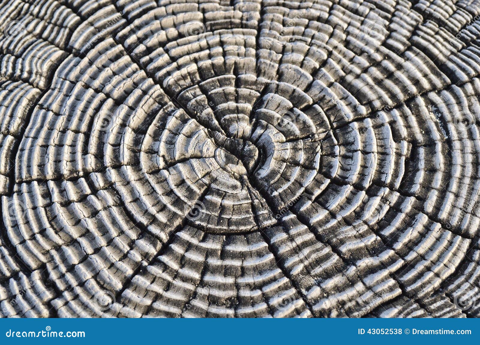 Tree Rings stock photo. Image of maple, life, leaf, span - 43052538