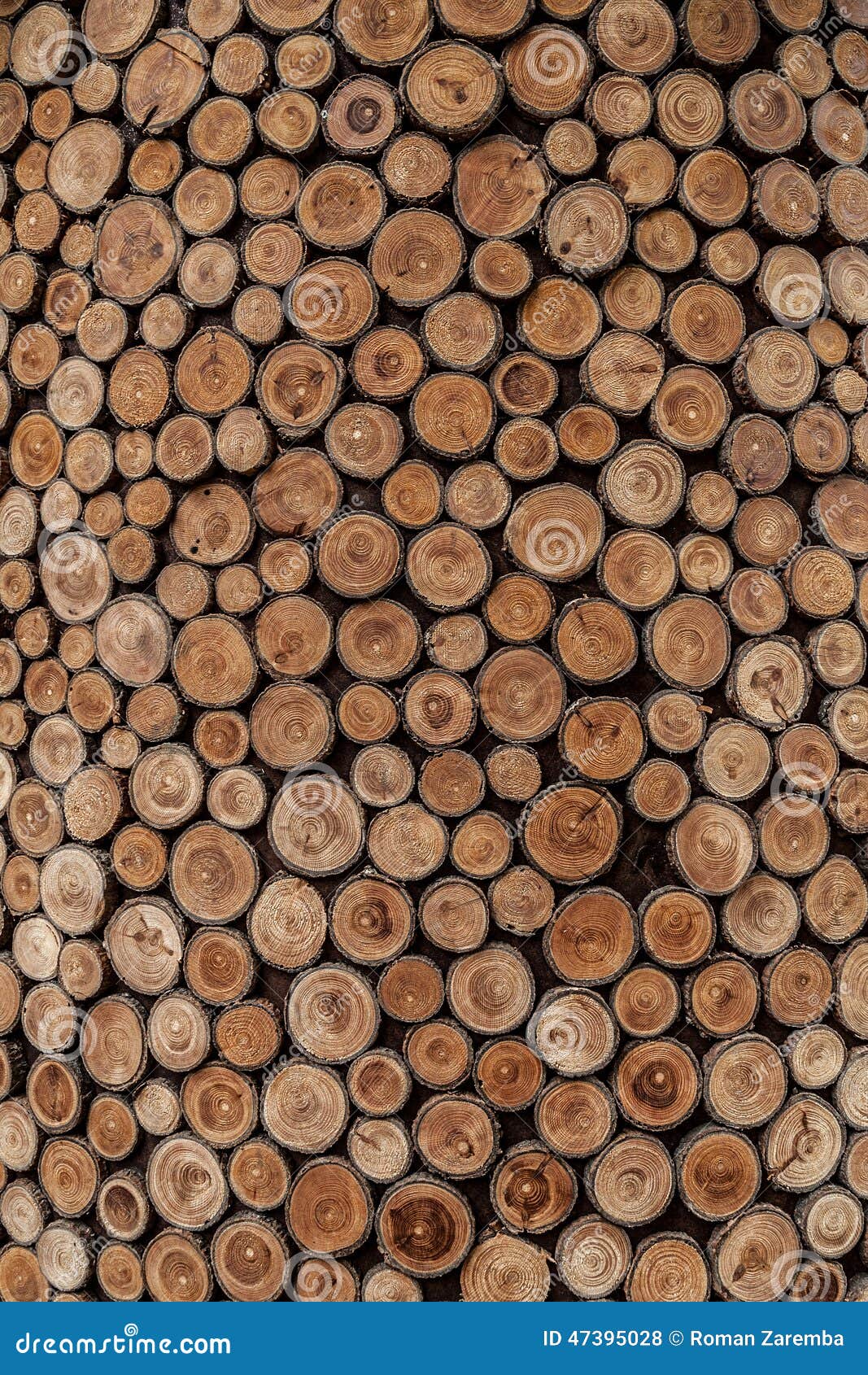 Tree Rings stock photo. Image of time, nature, close - 47395028