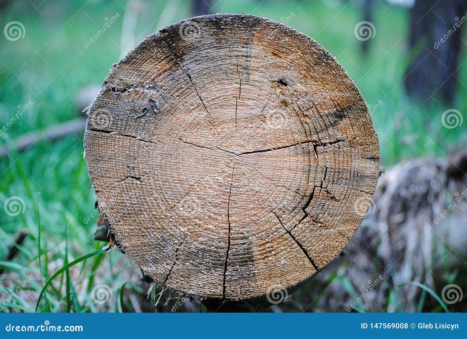Tree rings tree structure stock photo. Image of texture - 147569008