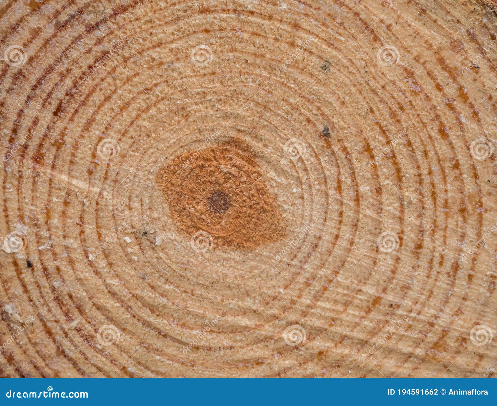 Tree Rings Template Background Material Stock Photo - Image of textured ...