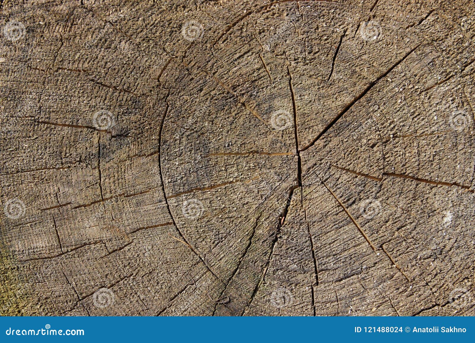 Tree rings texture stock photo. Image of organic, industry - 121488024