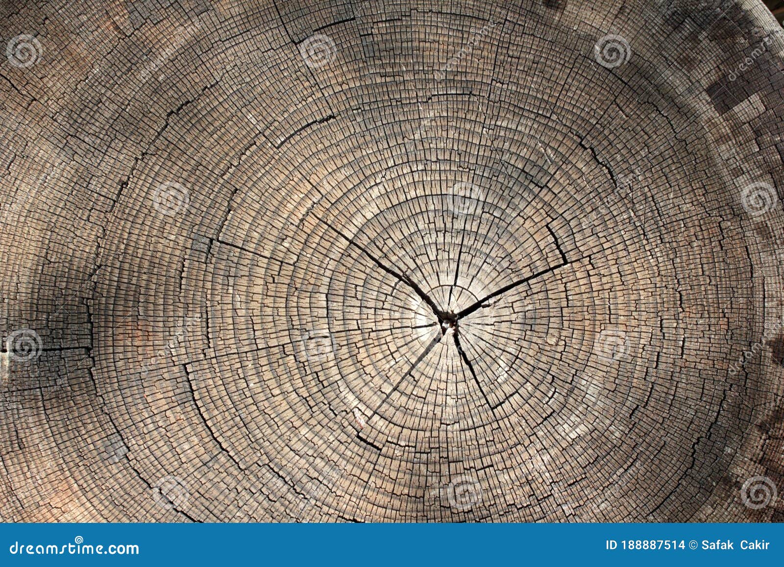 Tree rings stock photo. Image of carpenter, growth, background - 188887514