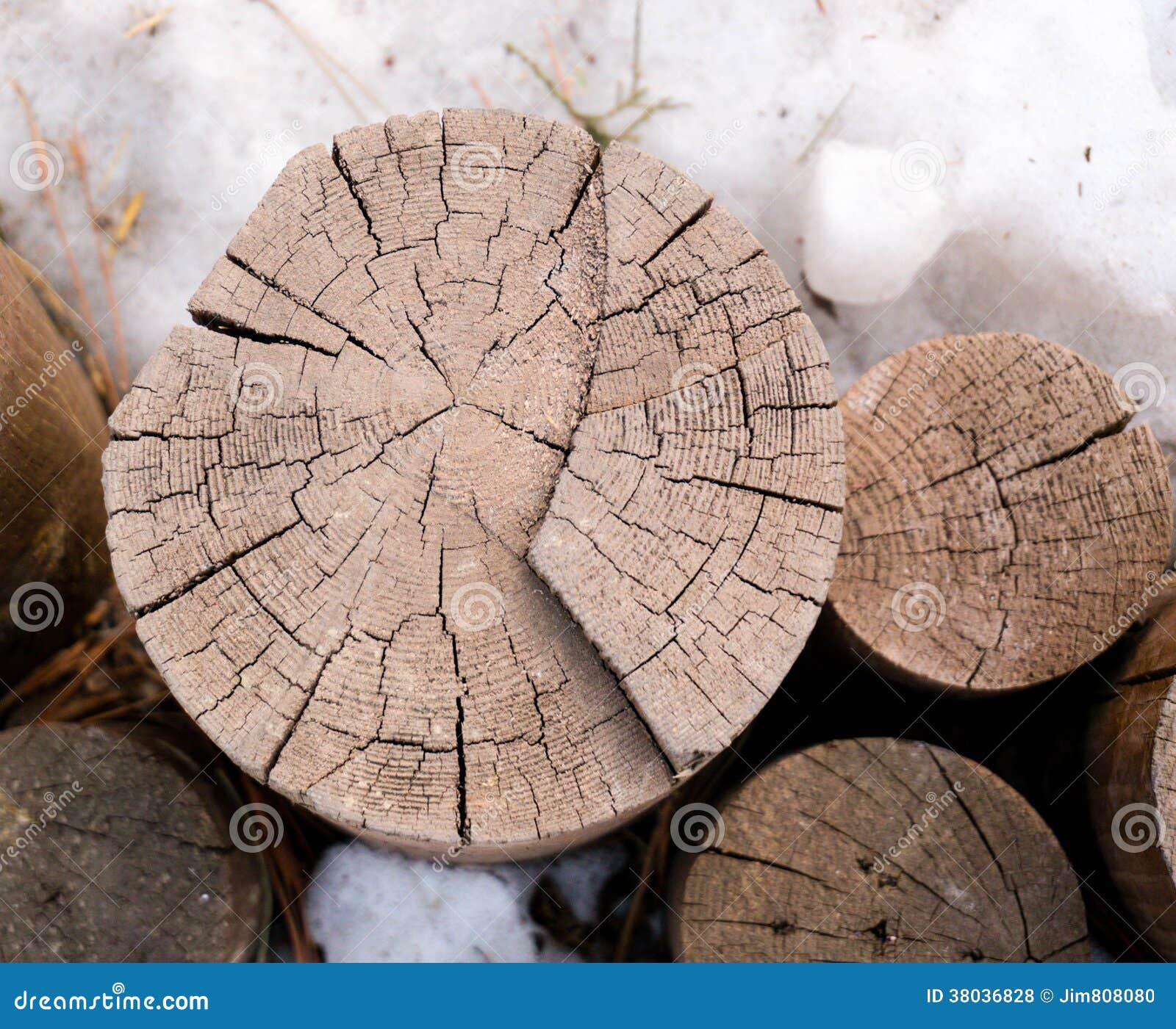 Tree rings stock photo. Image of nature, abstract, cross - 38036828