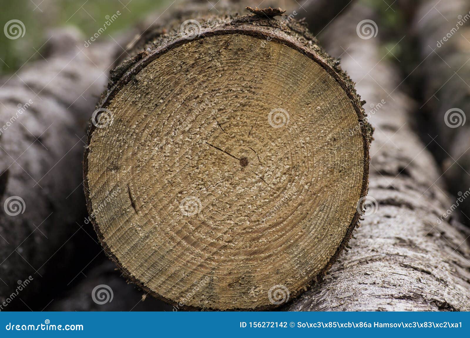 Tree rings in the wood stock photo. Image of rings, wood - 156272142