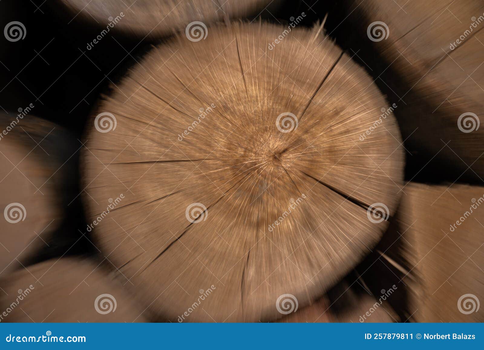 Tree Rings Wood Texture With The Cross Section Of A Cut Log Stock Image Image Of Backdrop