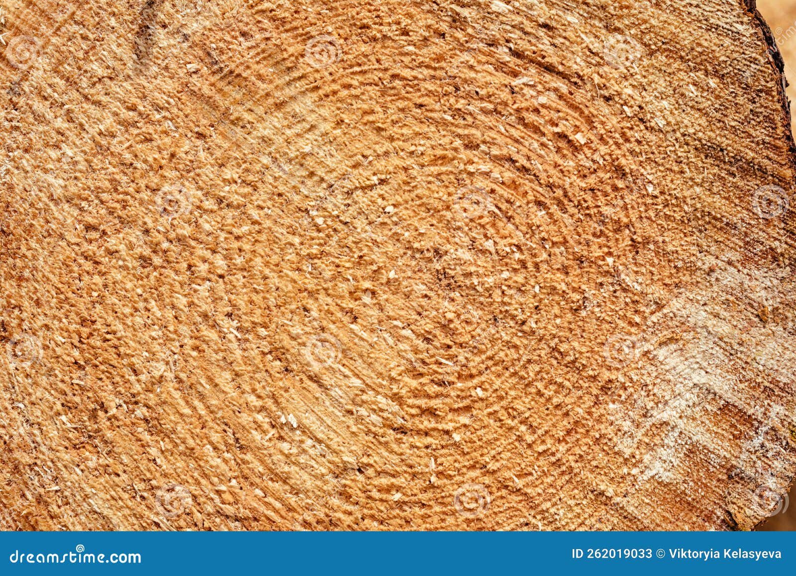 Tree Rings. Wood Texture with the Section of a Cut Log Stock Image ...