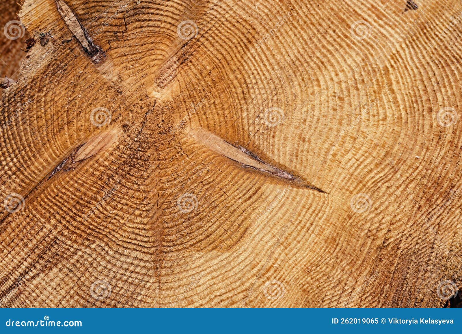 Tree Rings. Wood Texture with the Section of a Cut Log Stock Image ...