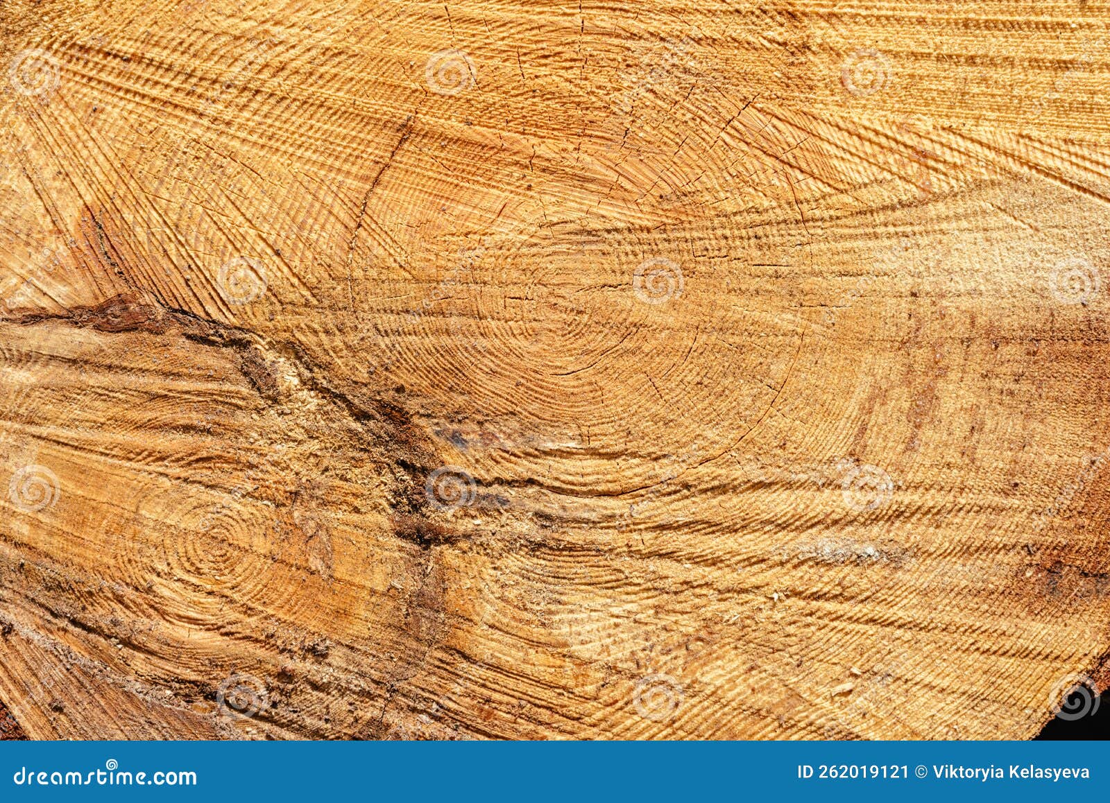 Tree Rings. Wood Texture with the Section of a Cut Log Stock Image ...