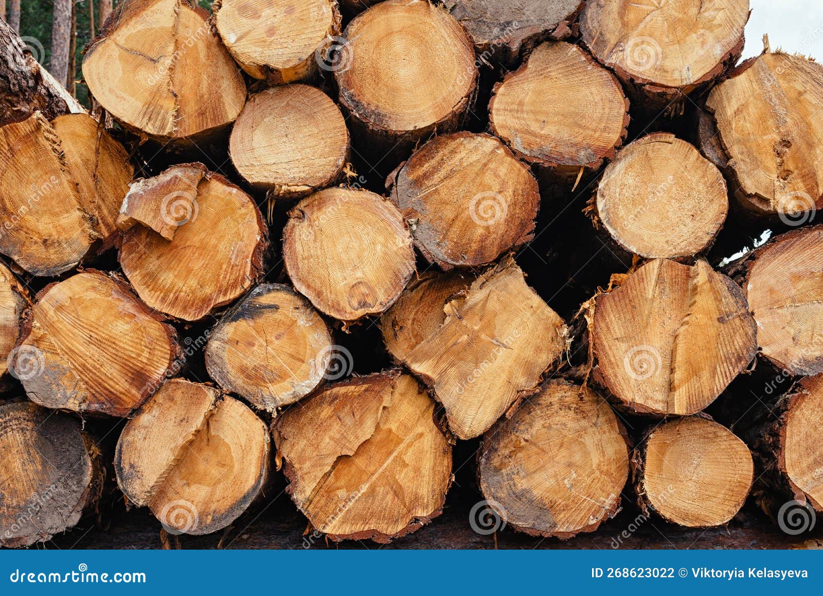 Tree Rings. Wood Texture with the Section of a Cut Log Stock Photo ...
