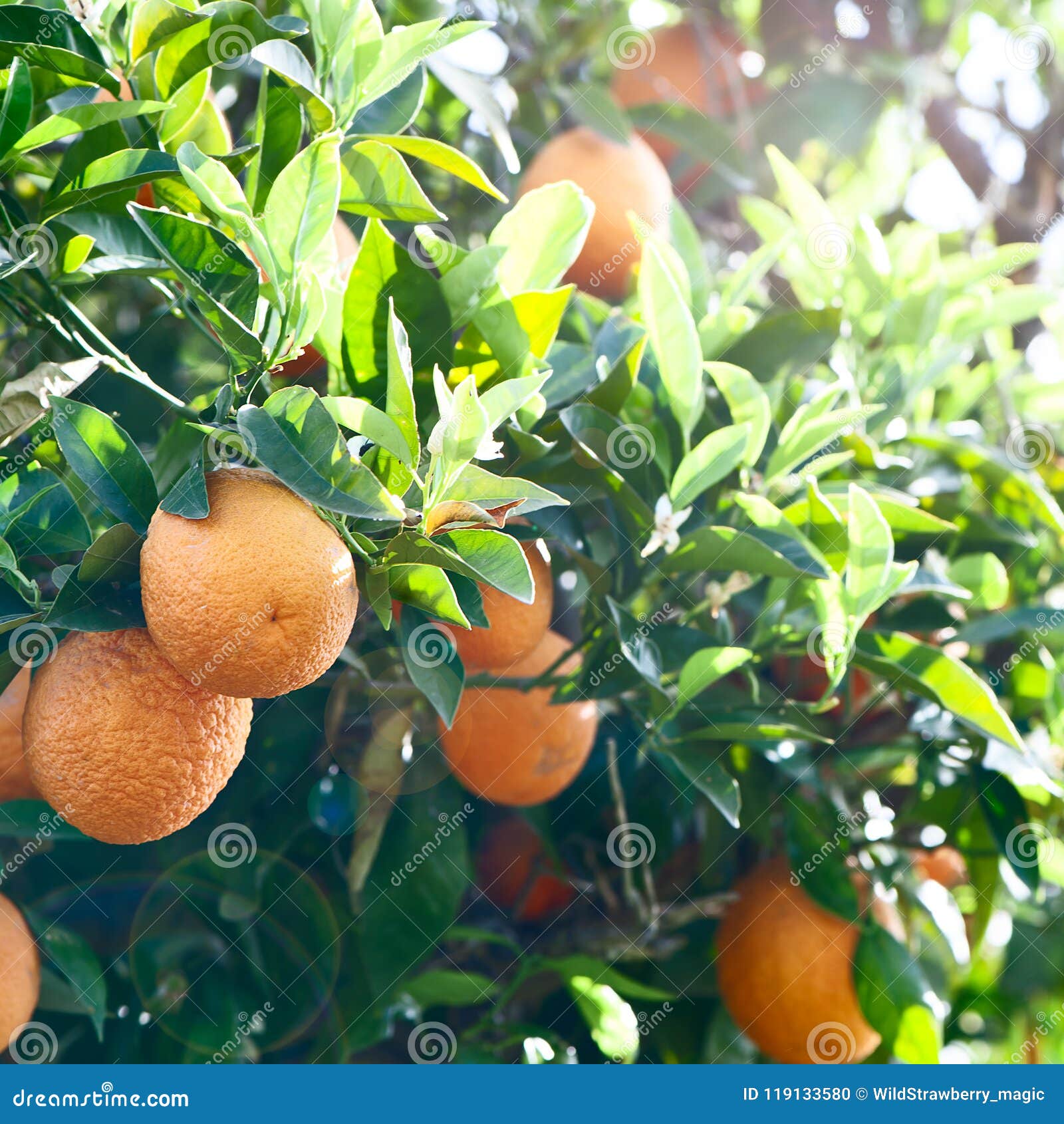 Tree with Ripe Fruits of Oranges Stock Photo - Image of green, garden ...