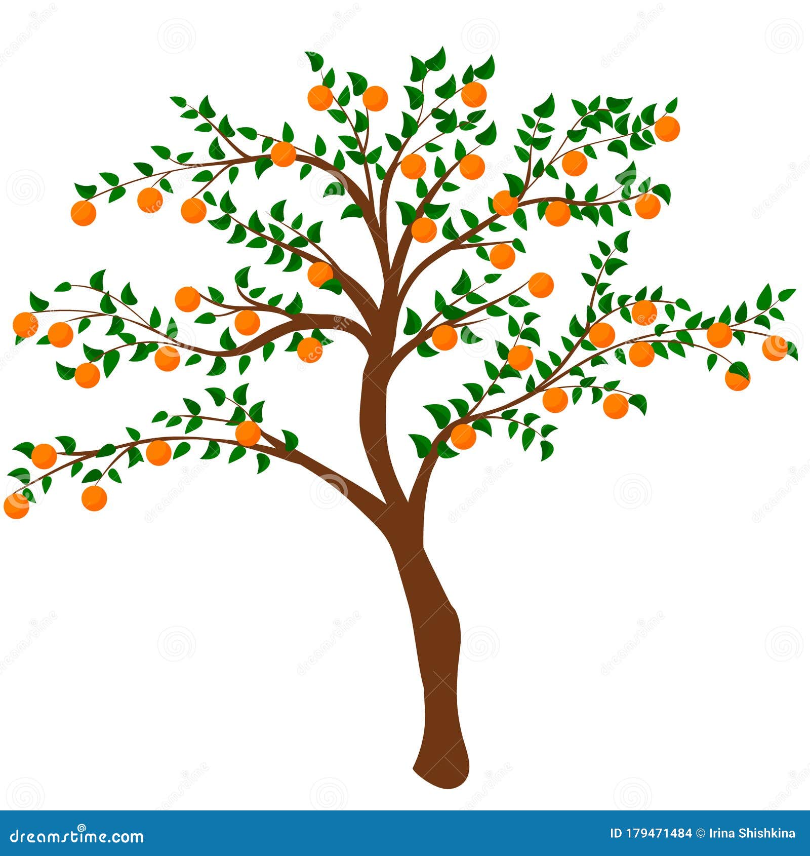 Tree with Ripe Orange Persimmon Isolated on White Stock Vector ...