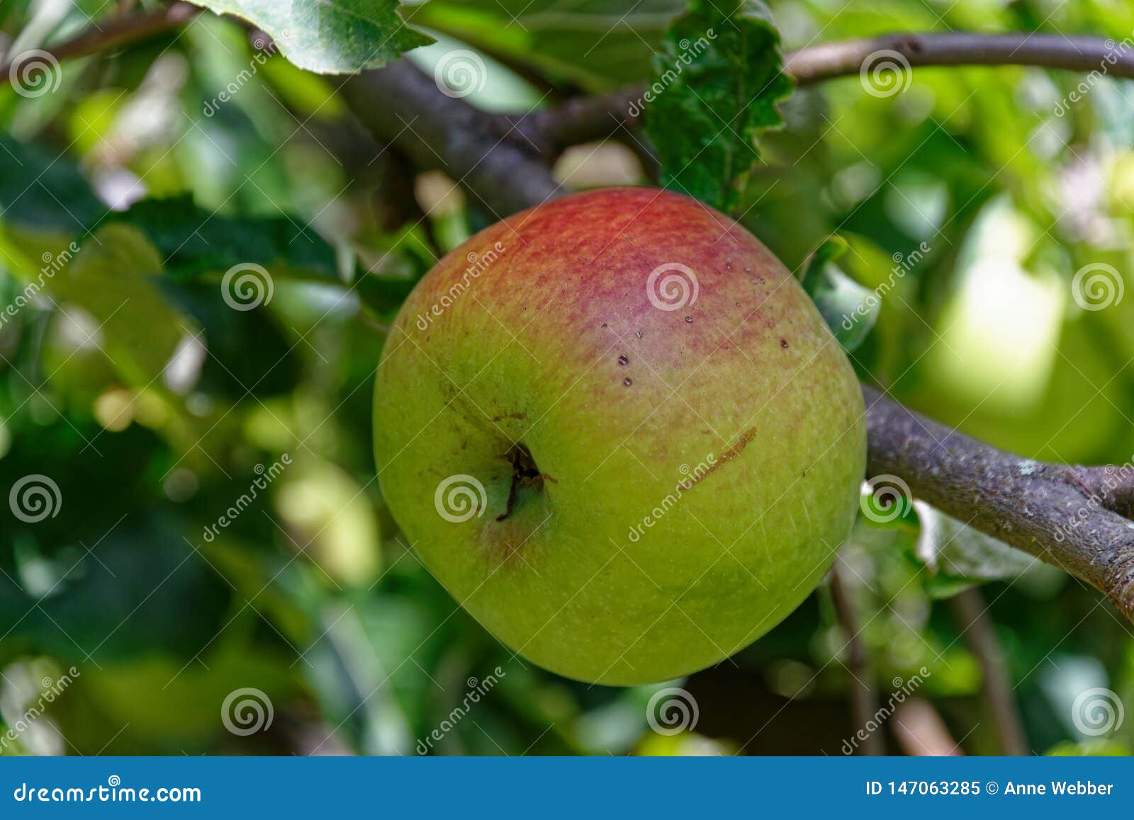 A Tree Ripened Apple, Imperfect but Natural Stock Image - Image of ...