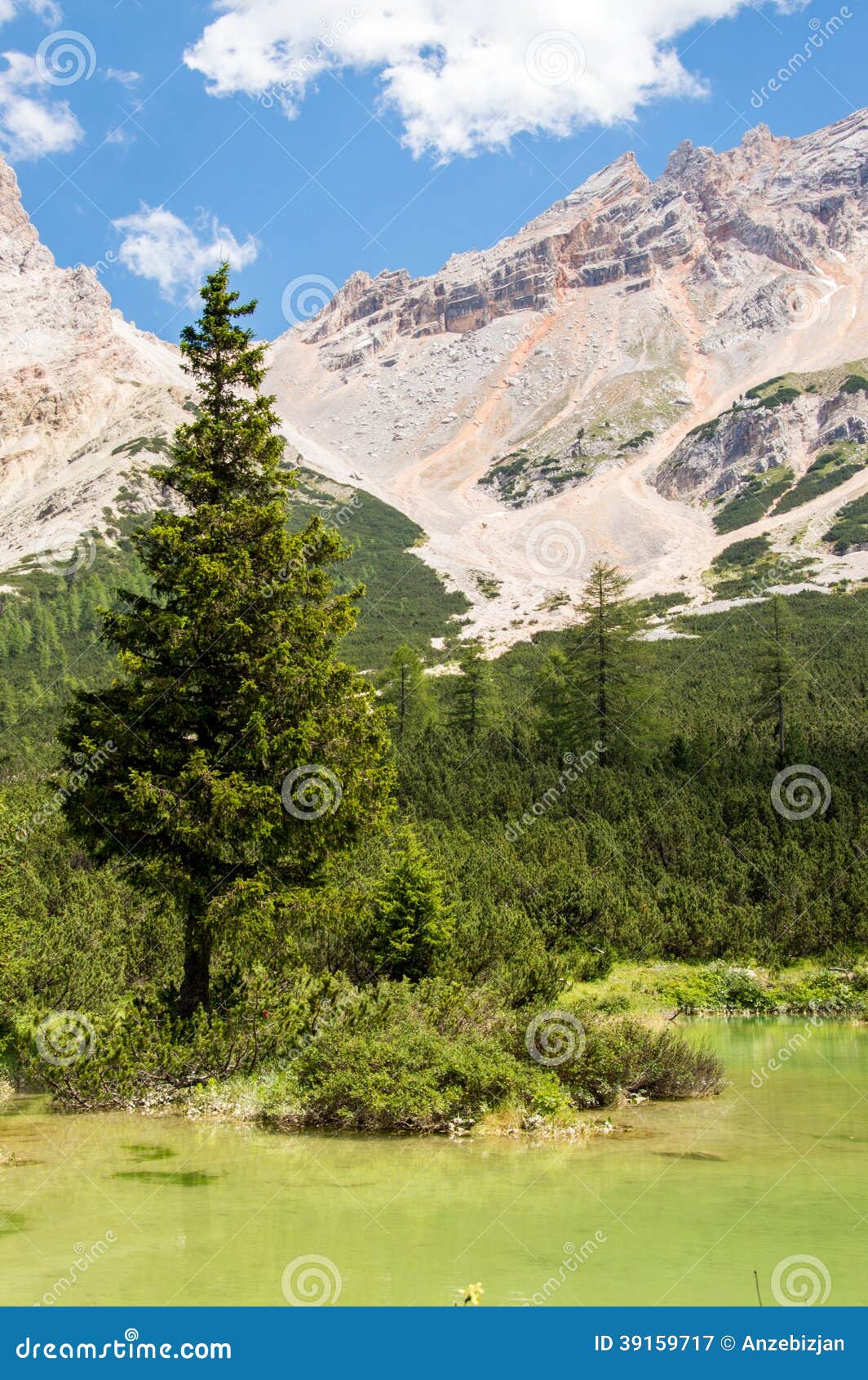 Tree rising from the lake stock image. Image of view - 39159717