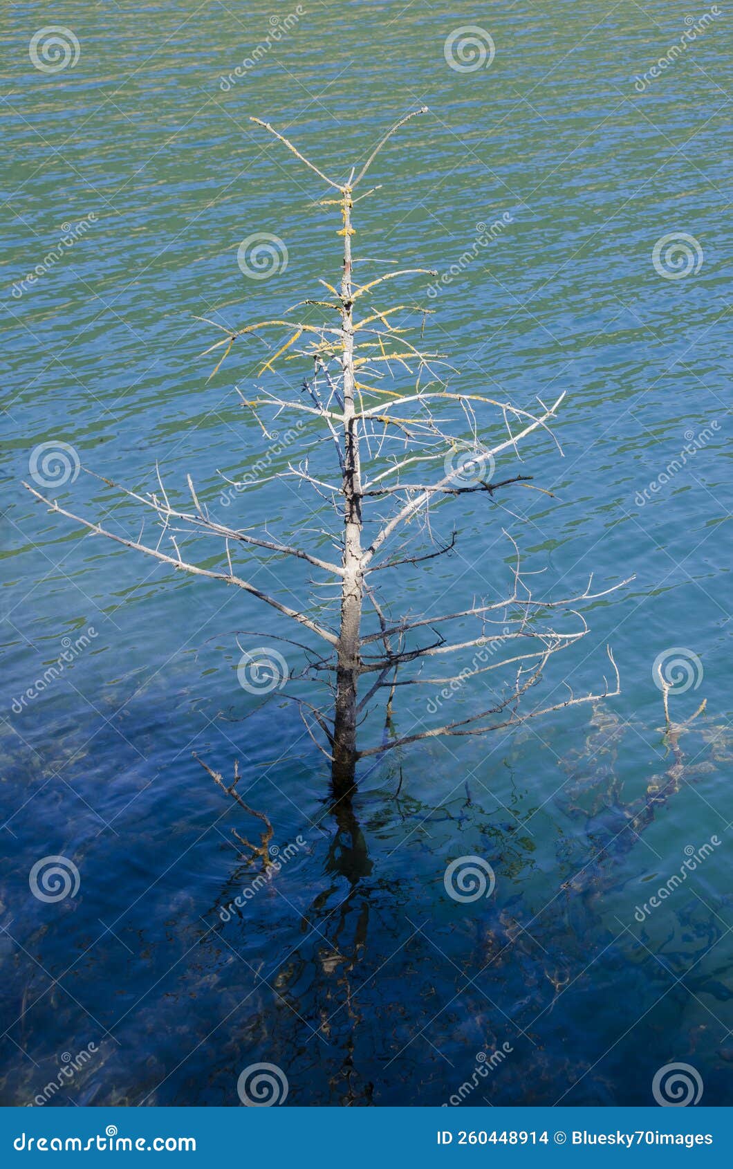 Tree Rising from the Lake Water Surface . Stock Photo - Image of ...